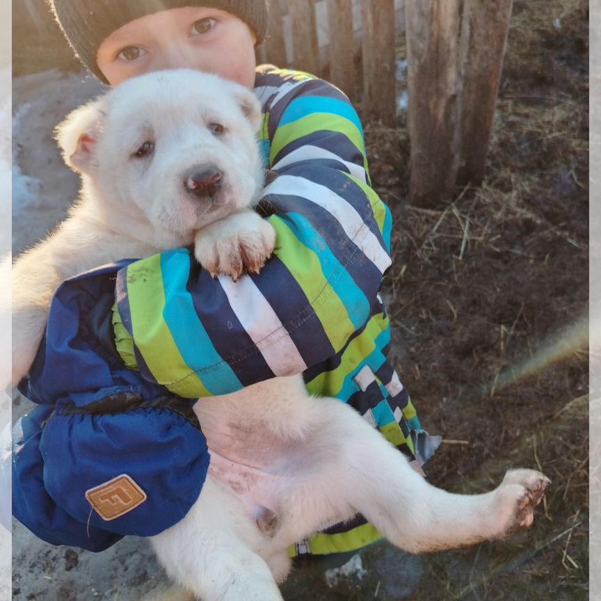 Среднеазиатская овчарка, щенок