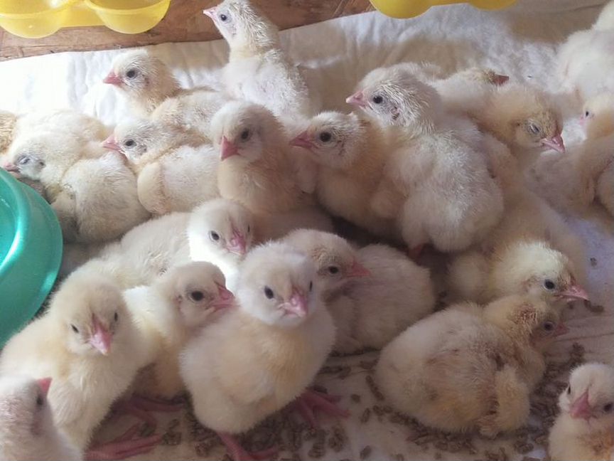 Цыплята бройлеры суточные