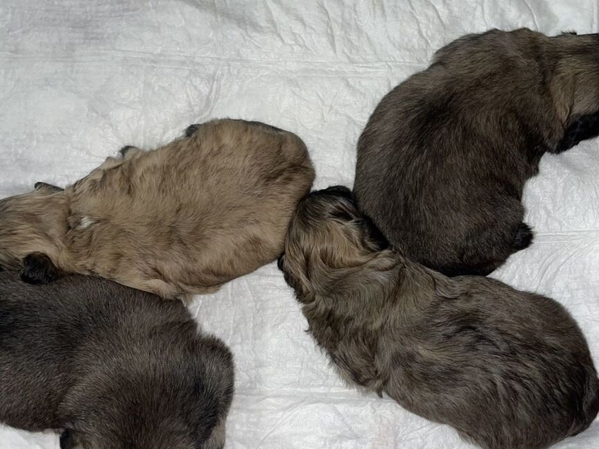 Щенки пекинеса