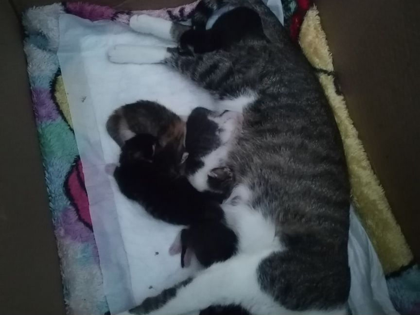 Милые пушистые комочки счастья ищут свой дом