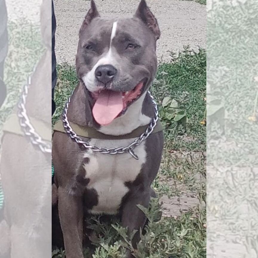 Стаффордширский бультерьер, взрослый пёс