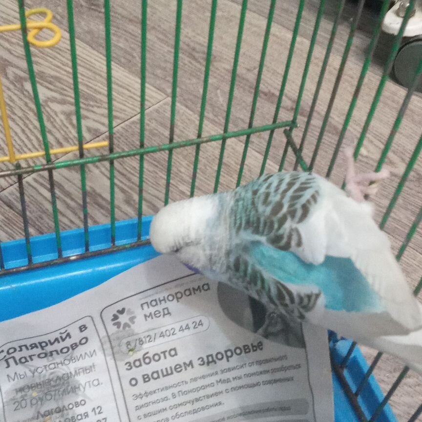 Волнистый попугай получех