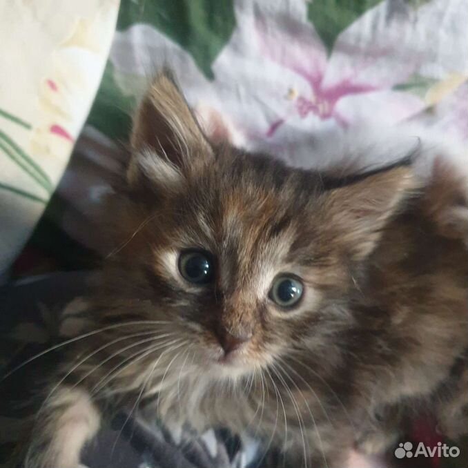 Отдам в добрые руки маленькую пушинку)