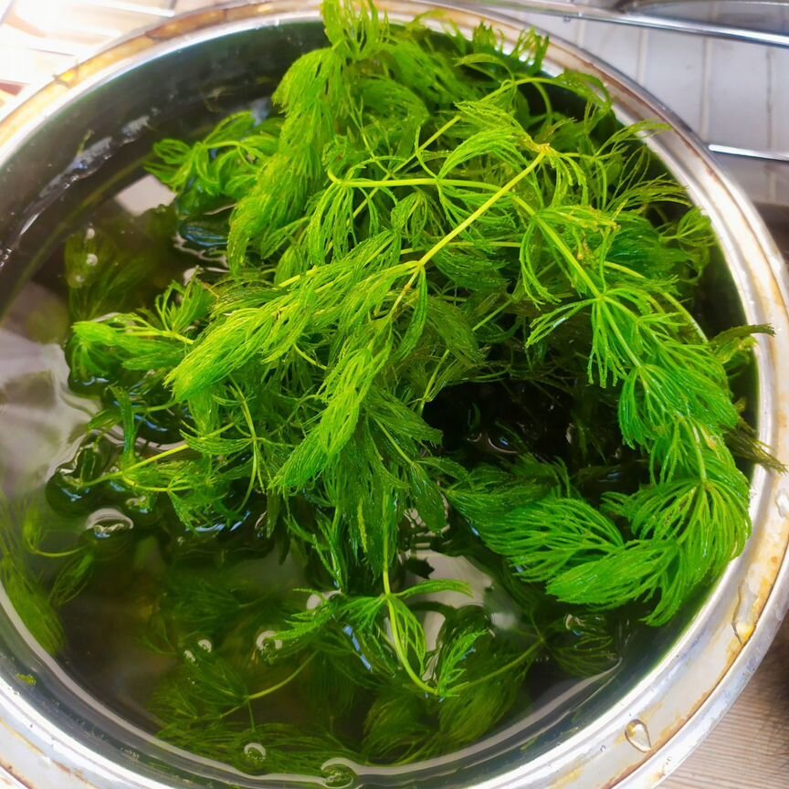 Роголистник отдам