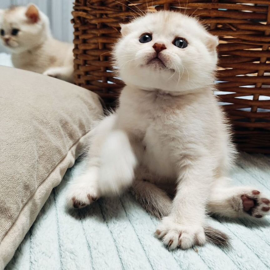 Шотландские котята
