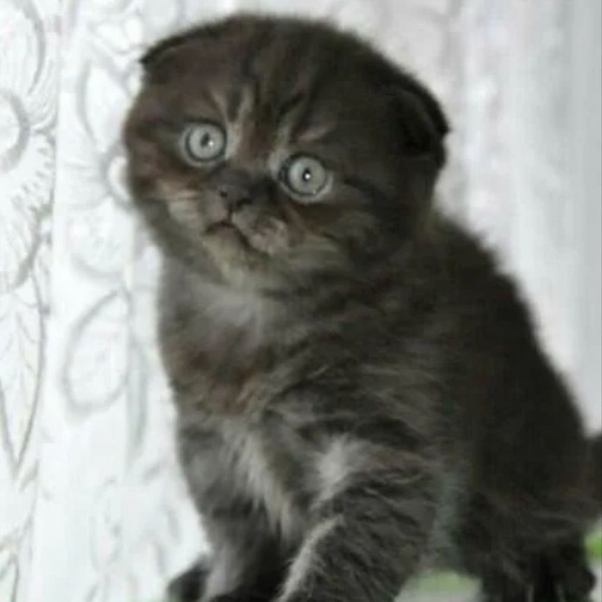 Чёрные и дымчатые вислоушки