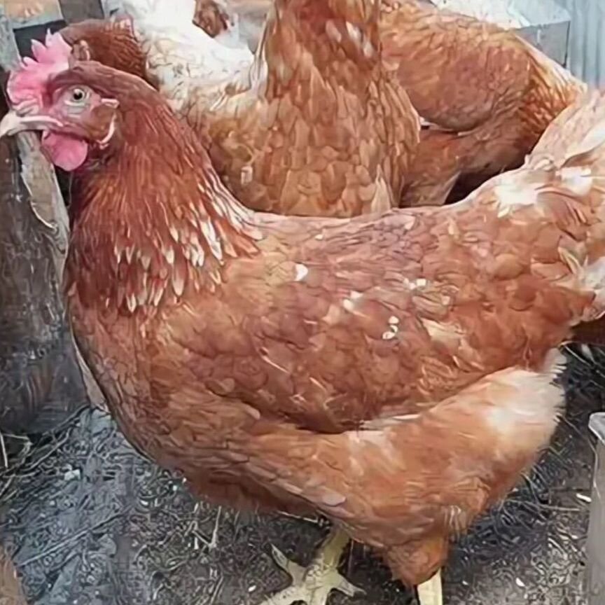 Куры несушки продам