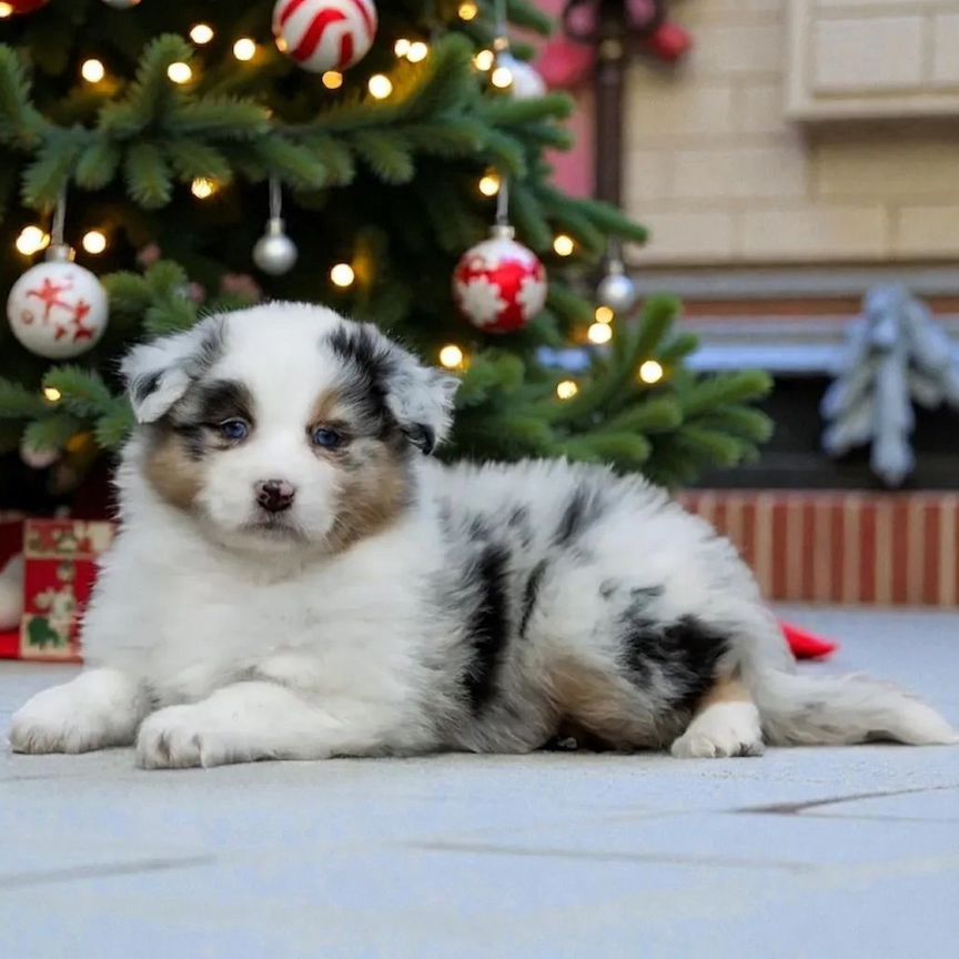 Австралийская овчарка, щенок