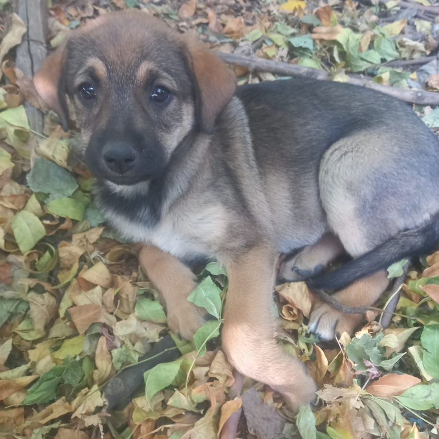 Девочка 2 месяца. Охраняет свою территорию