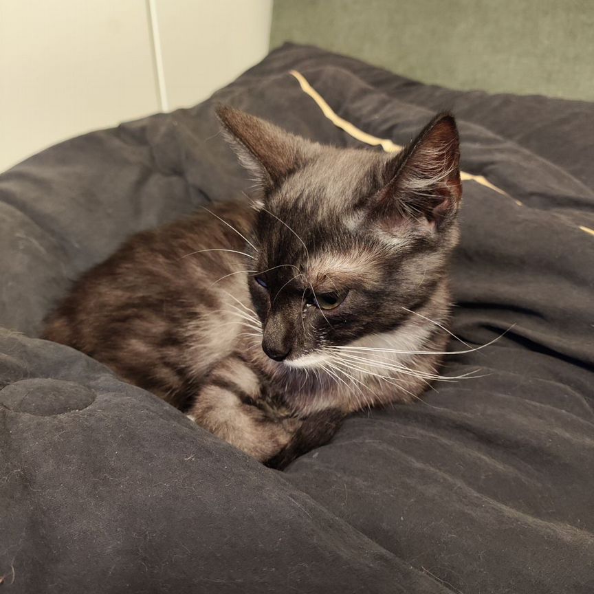 Котёнок безплатно