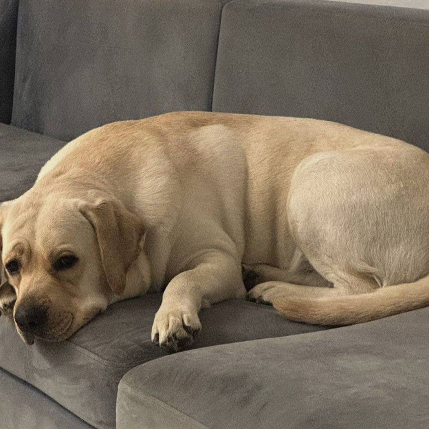 Лабрадор-ретривер, взрослый пёс