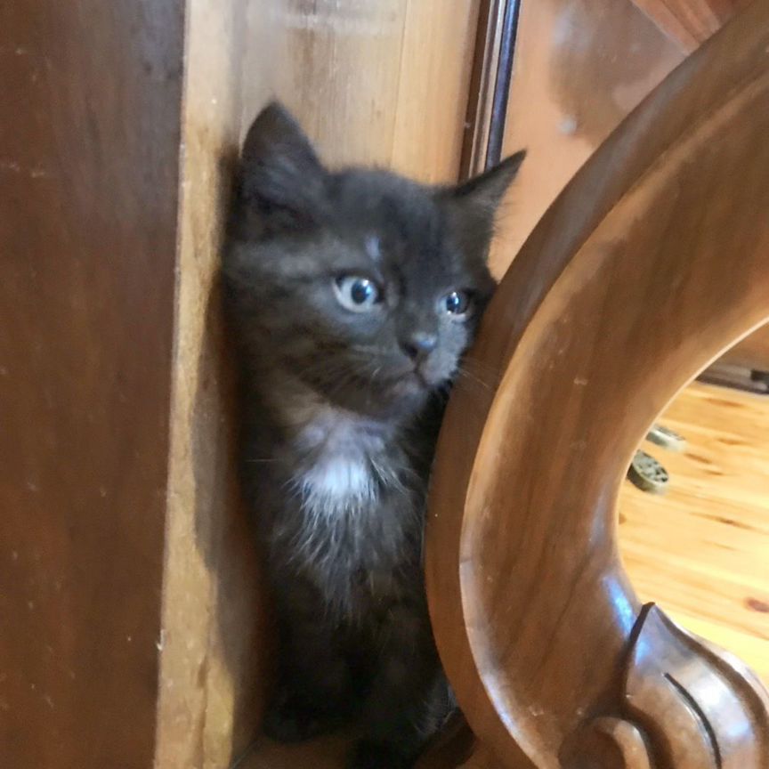 Котята