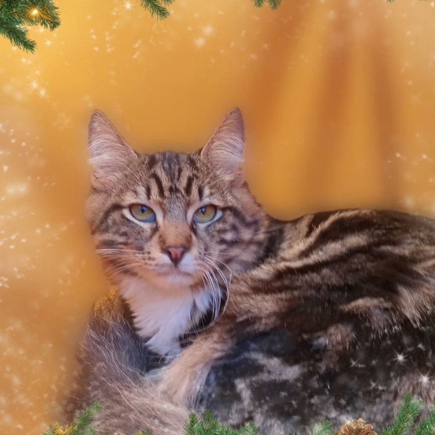 Котик в добрые руки