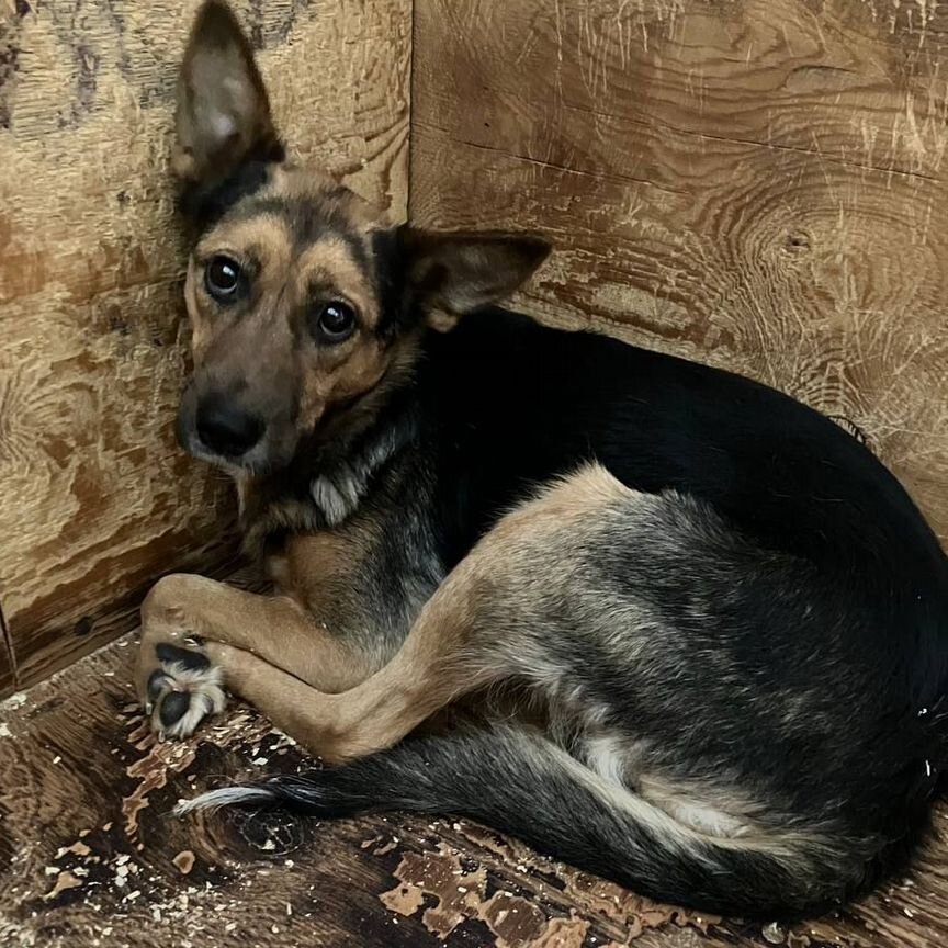 Я стану самым верным другом