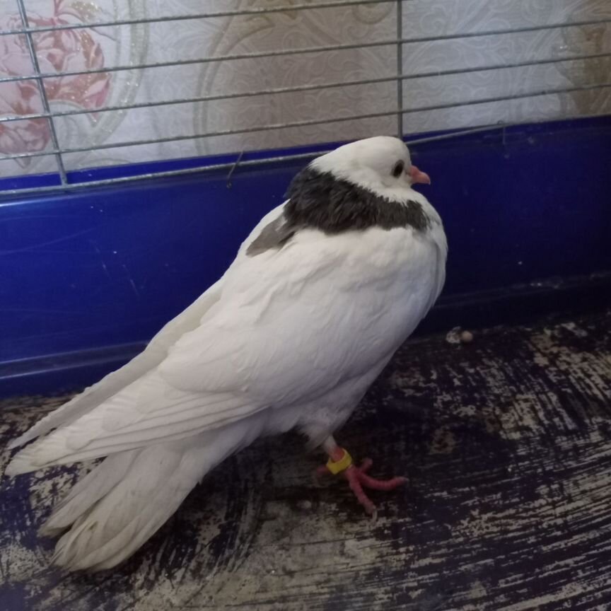 Голубь гривун