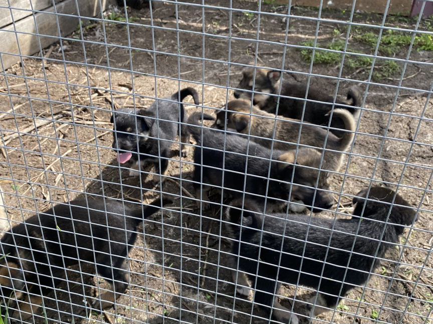 Отдам щенят в добрые руки, возможна доставка