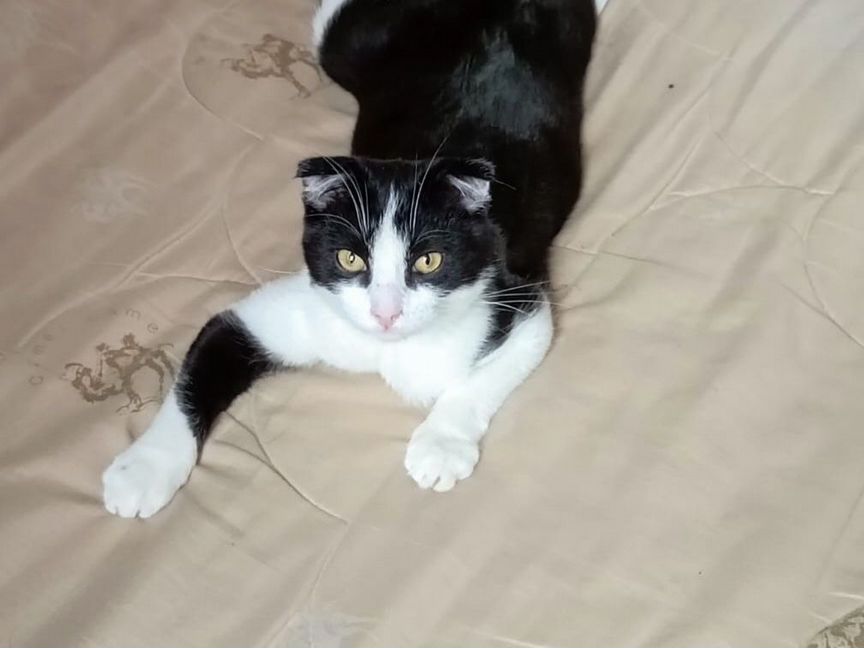 Шотланский вислоухий котенок