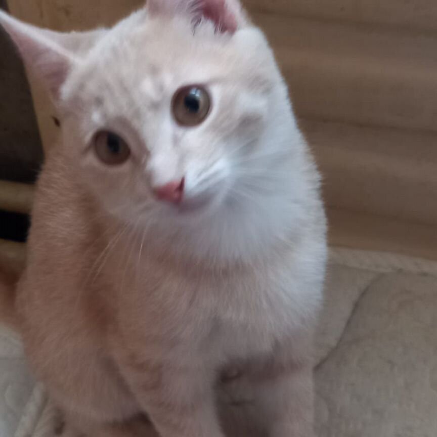 Шикарный мальчик Персик