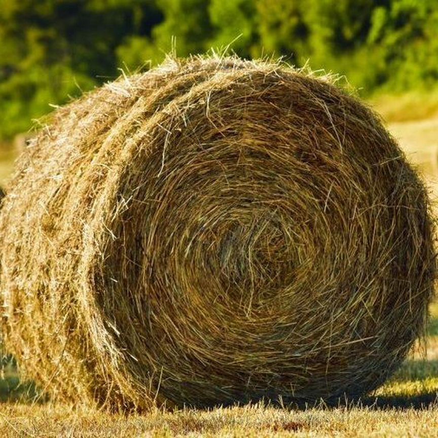 Сено в тюках, солома ячменная в рулонах
