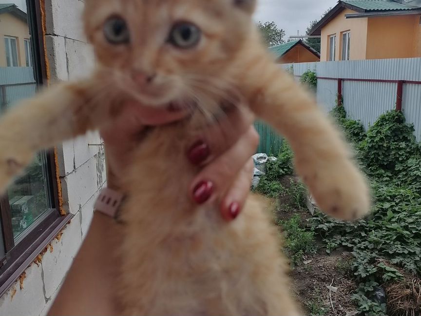 Котята в дар бесплатно