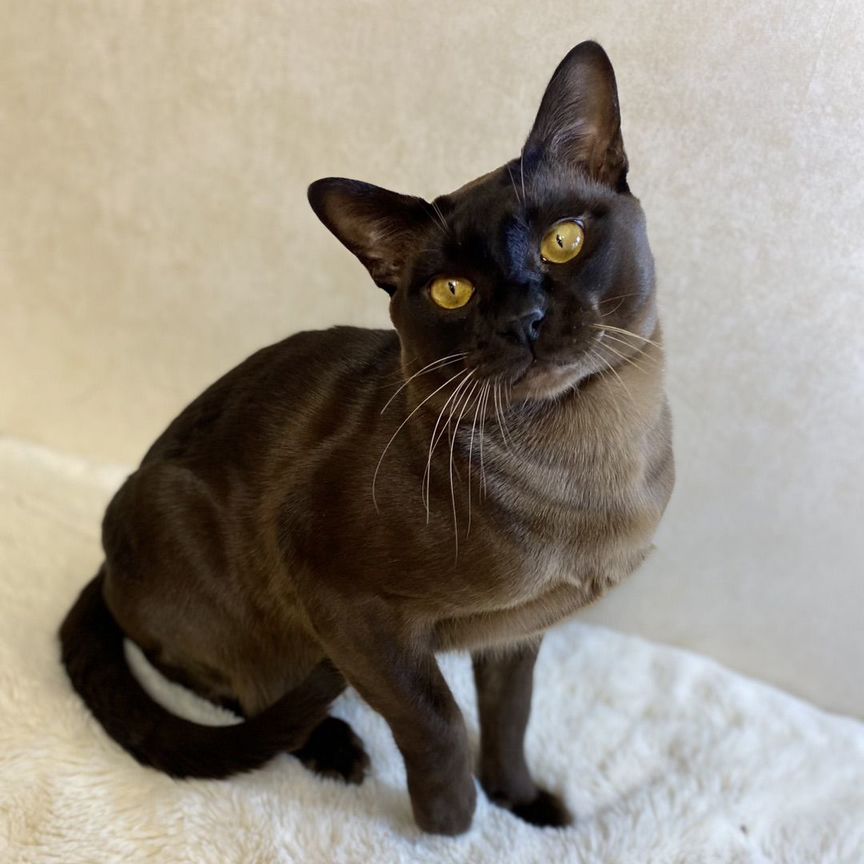 Бурманская вязка