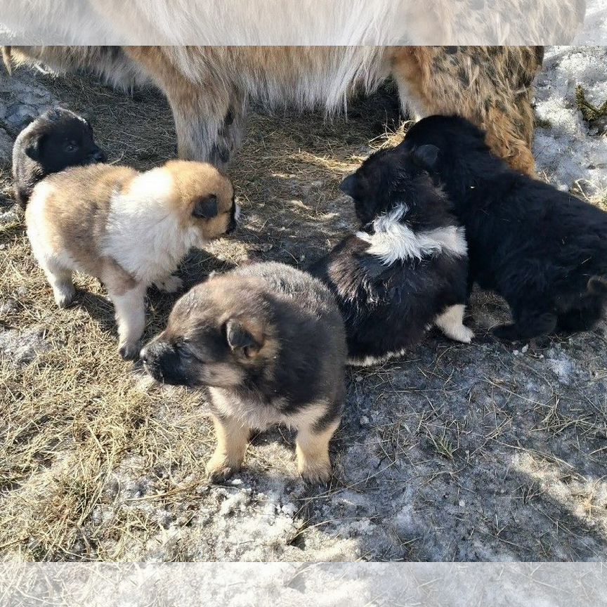 Щенок в добрые руки