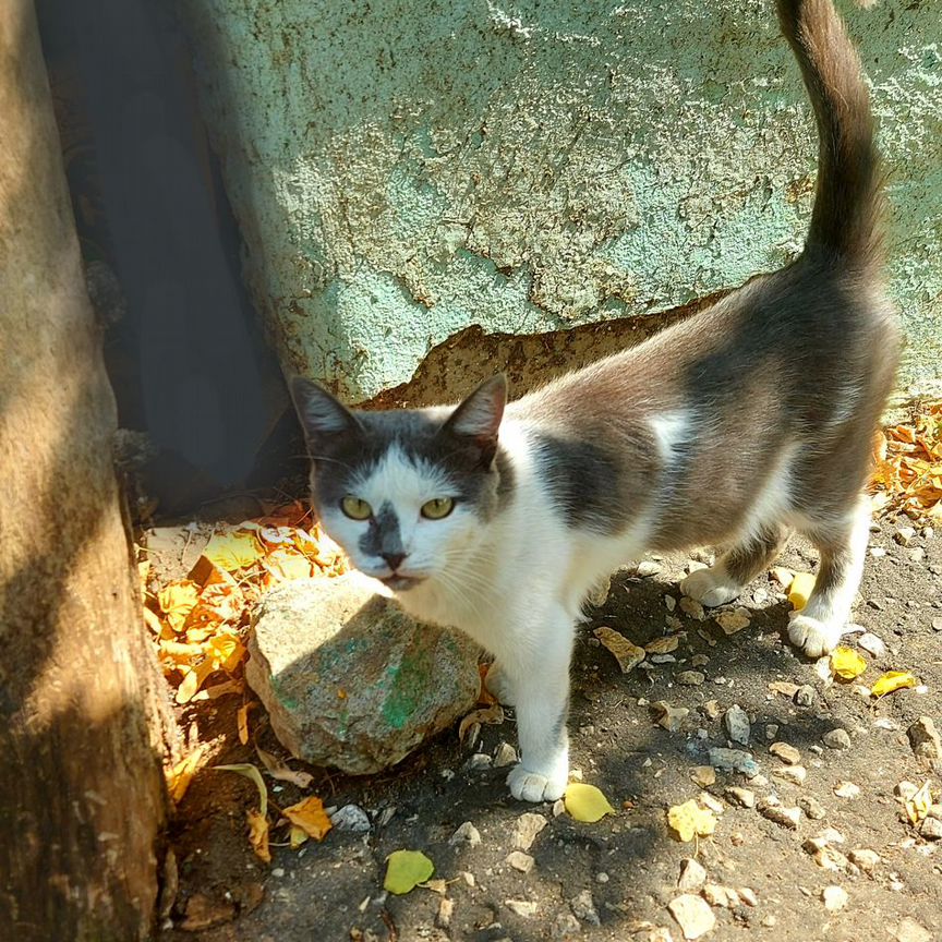 Кошечка в добрые ручки