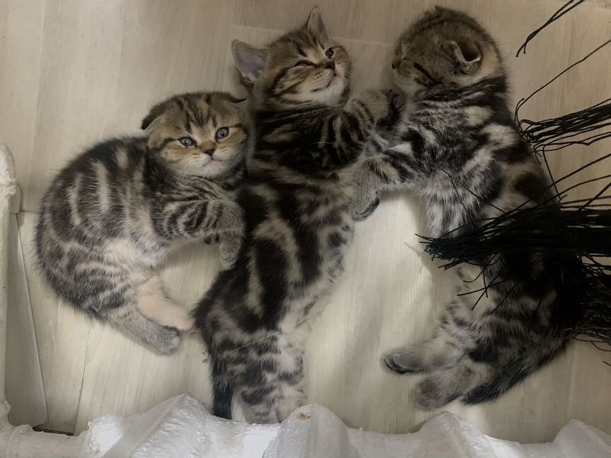 Шотландский вислоухий котёнок