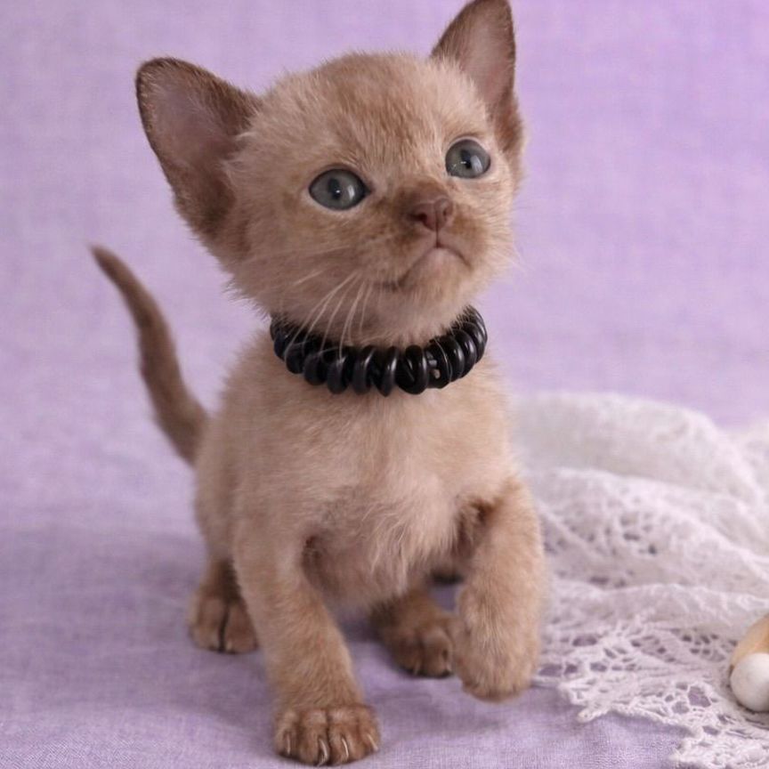 Европейский бурманский котёнок