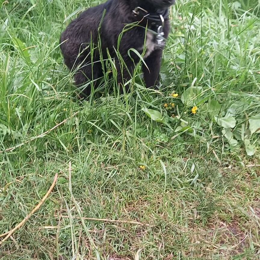 Отдам в добрые руки