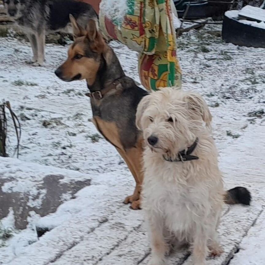 Взрослая собака в добрые руки