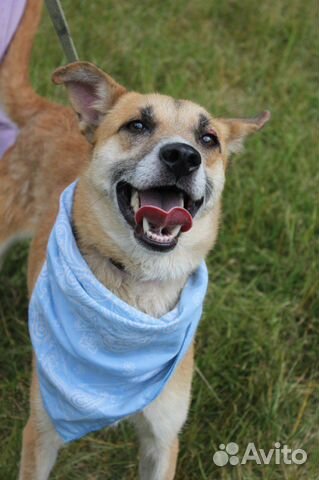 Добрая и ласковая собака оказалась в приюте