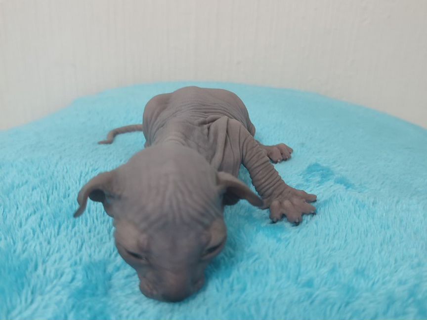 Донской сфинкс