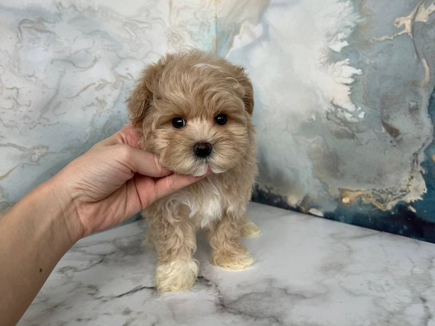 Мальтипу f1 mini мальчик