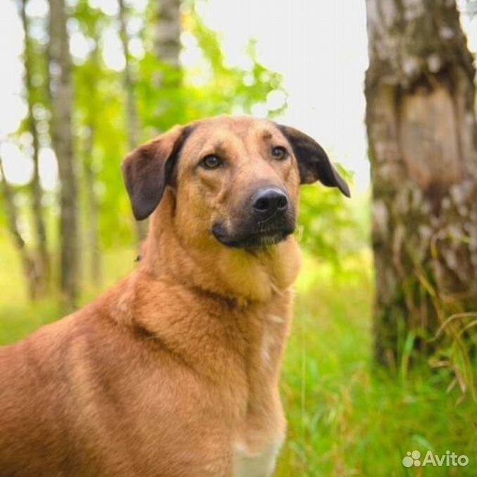 Собака быстро стала не нужна