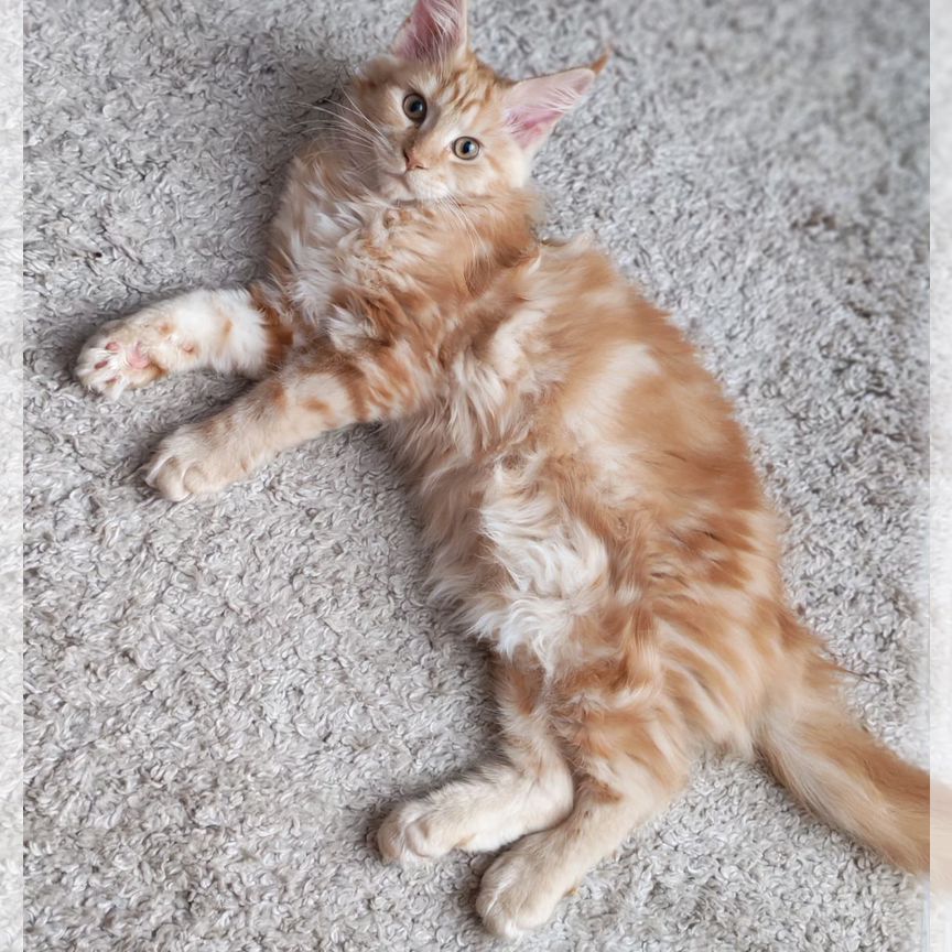 Мейн-кун котёнок