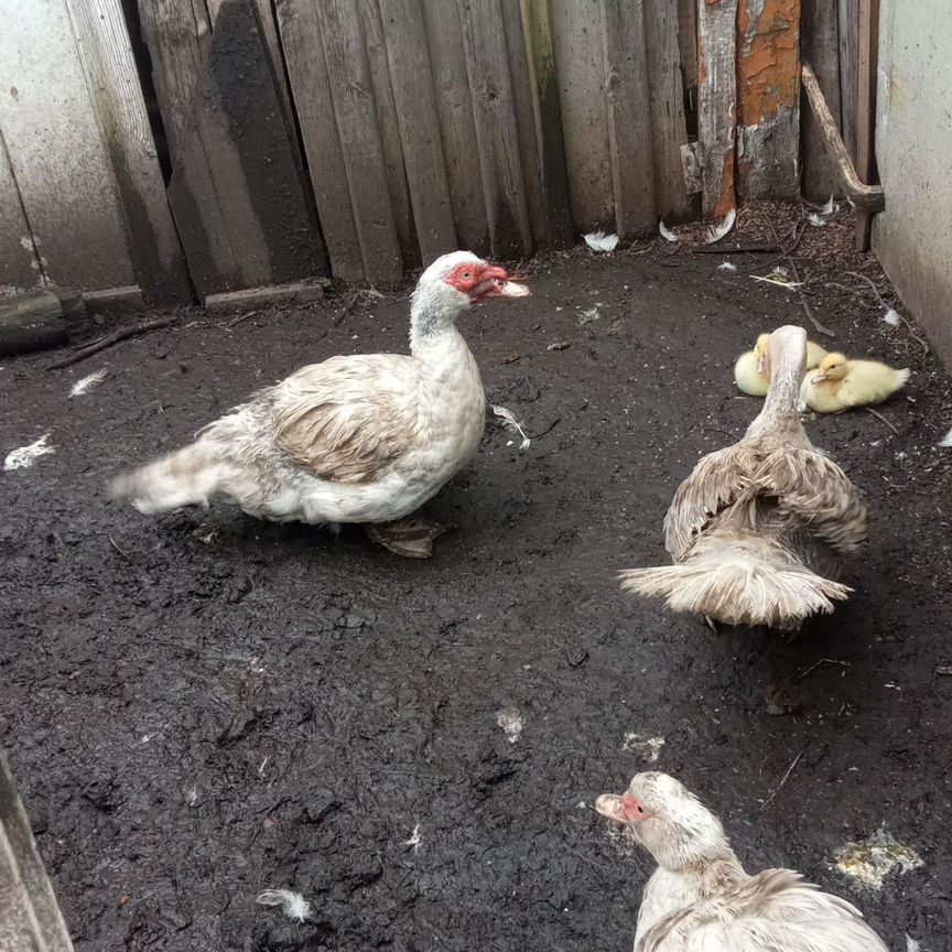 Птицы-индо утки