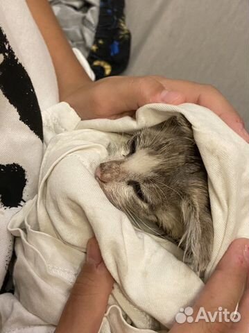 Котянок в добрые руки