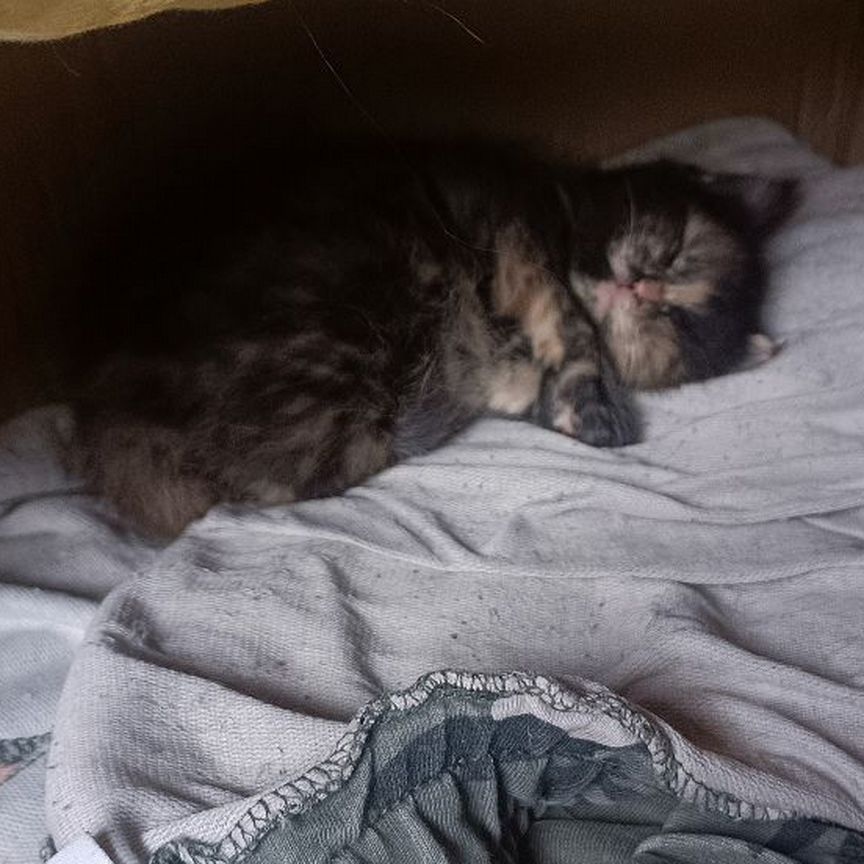 Котёнок в добрые руки
