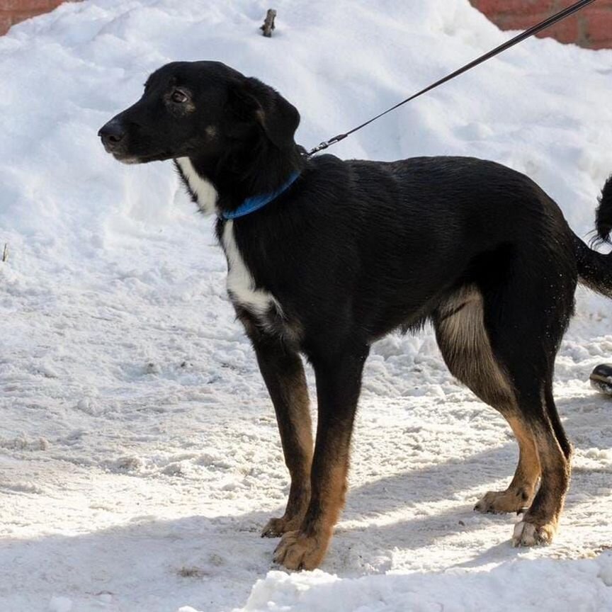 Щенок Миша ищет дом