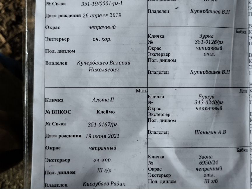 Рг Щенки