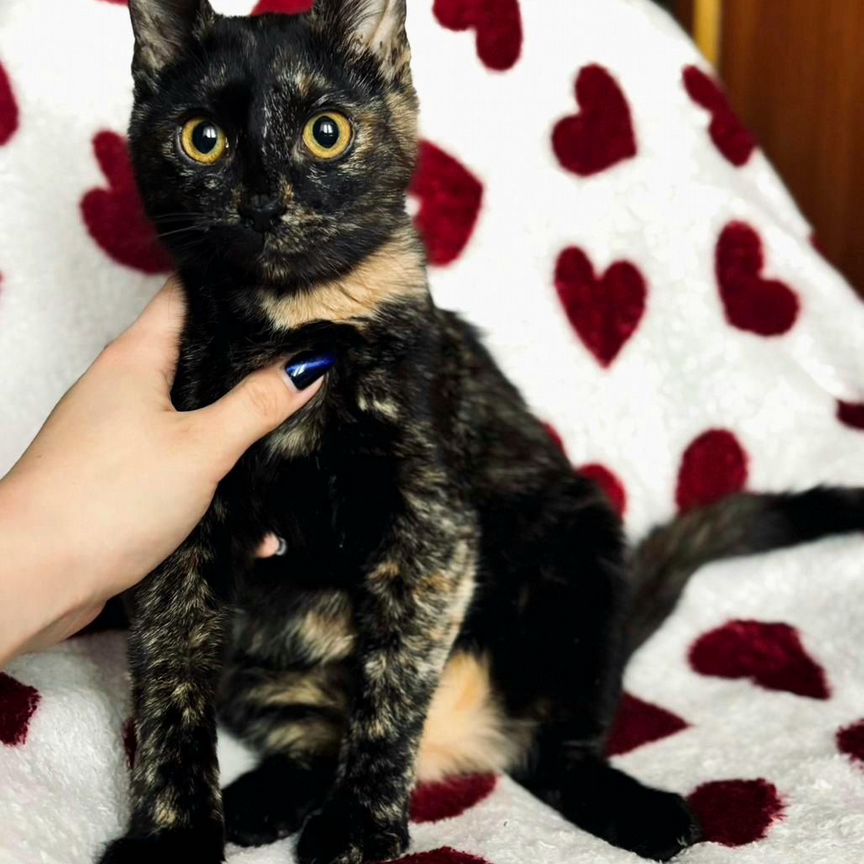 Котёнок девочка в добрые руки