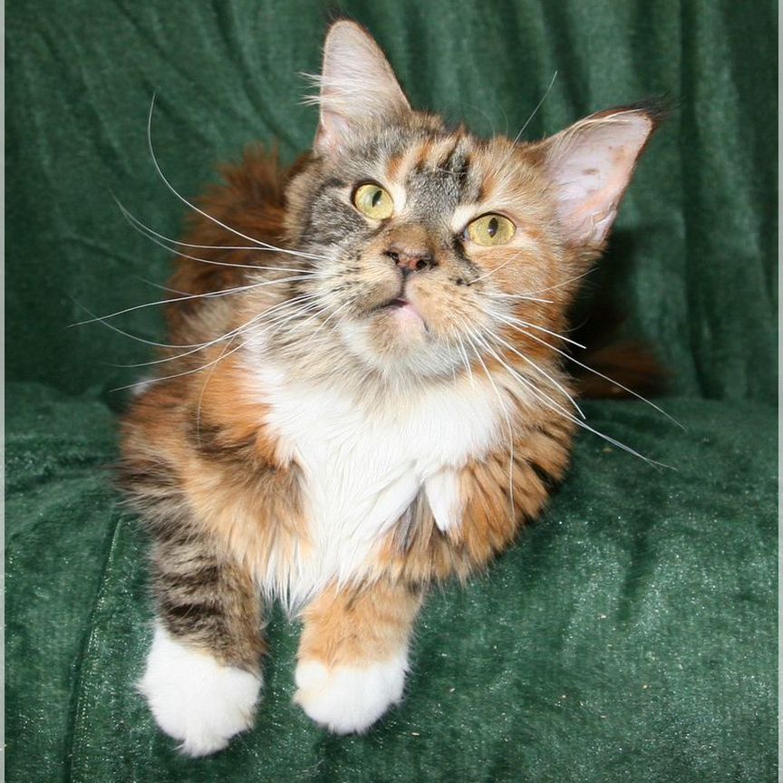 Мейн-кун, взрослая кошка