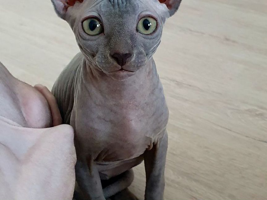 Сфинкс котенок девочка