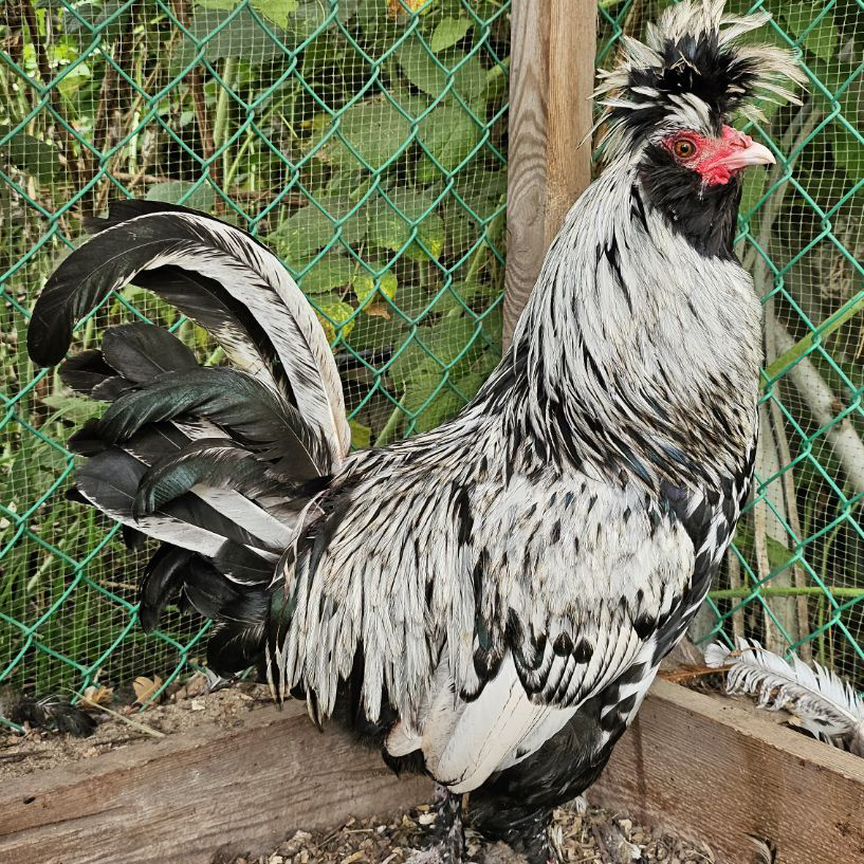Павловский петух