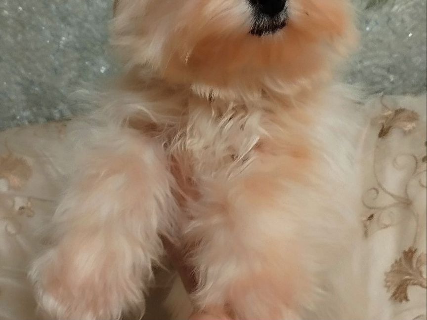 Мальтипу ф1 парнишка