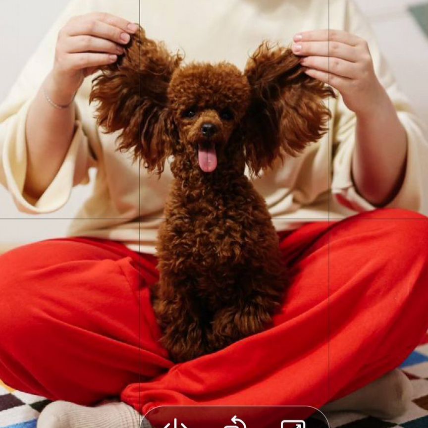 Той-пудель, щенок