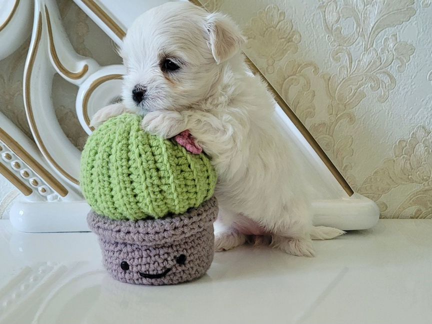 Мальтезе девочки