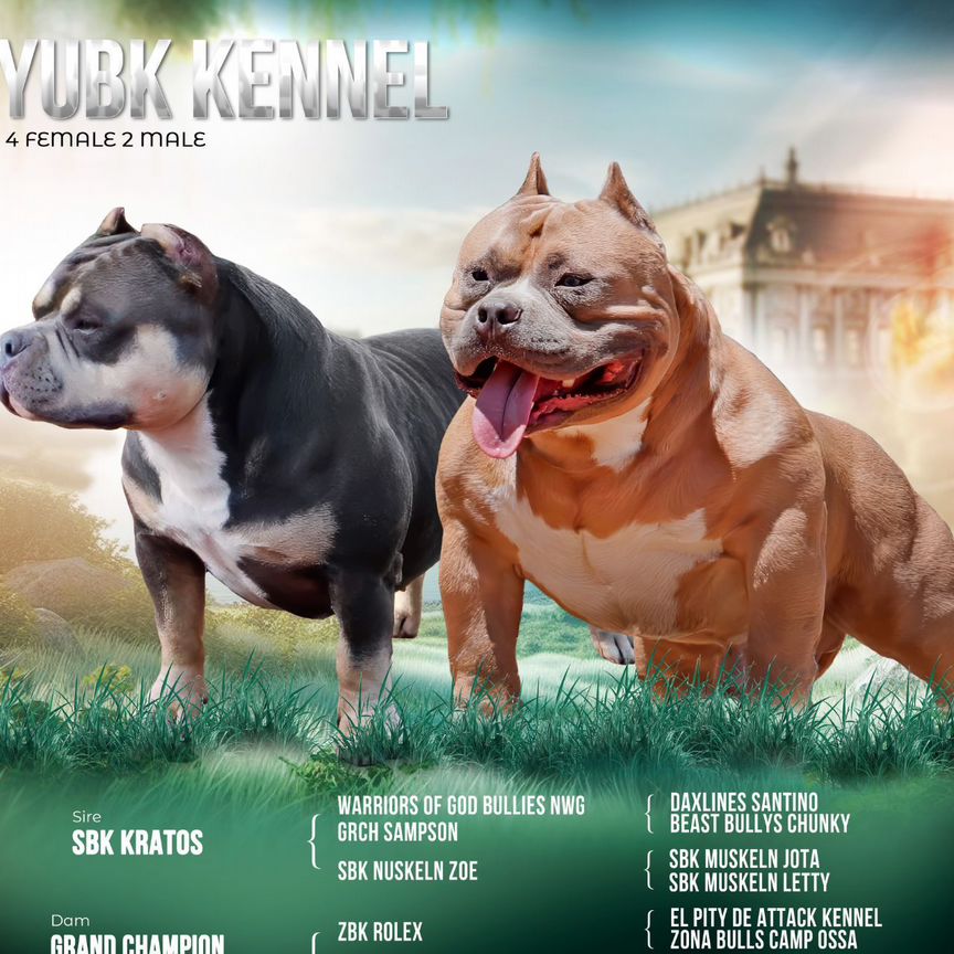 Американские булли/щенки/Sbk kratos/выбор