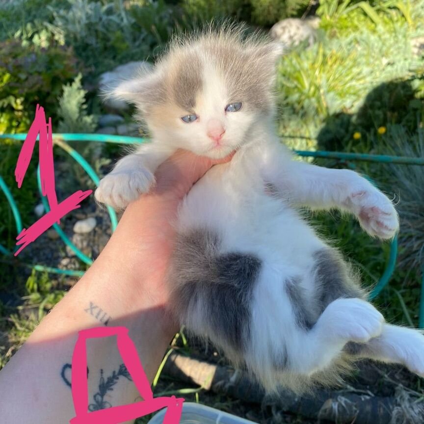 Котята в добрые руки бесплатно 3 месяц